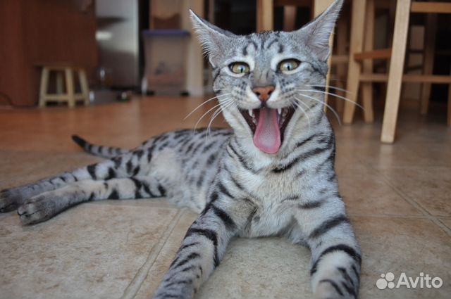 Саванна Ф5 мальчик