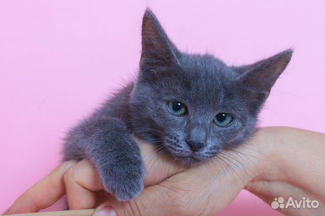 Дымчатый котенок-мальчик в дар - 3 мес