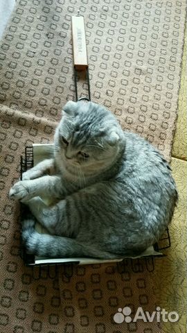 Скоттиш Фолд ищет девочку для вязки