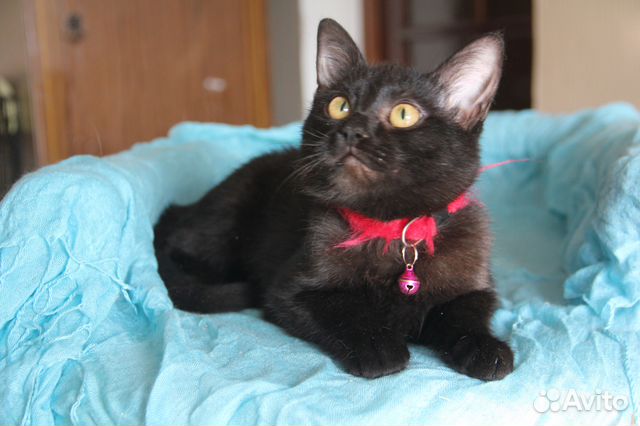 Котенок Черника ищет дом