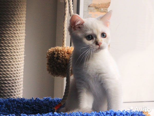 Страйтик золотой тикированный колорик