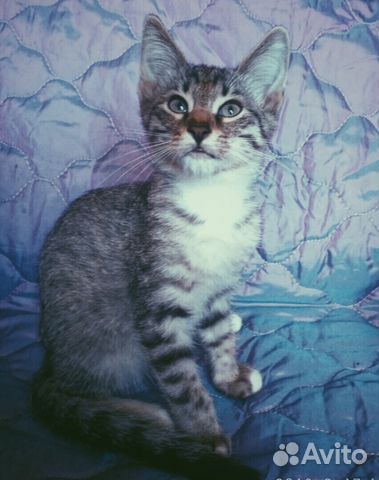 Полосатая красотка в добрые руки