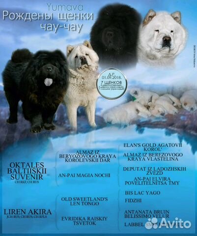 Щенки чау-чау мишки