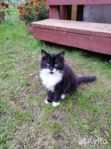 Котята ищут хозяев