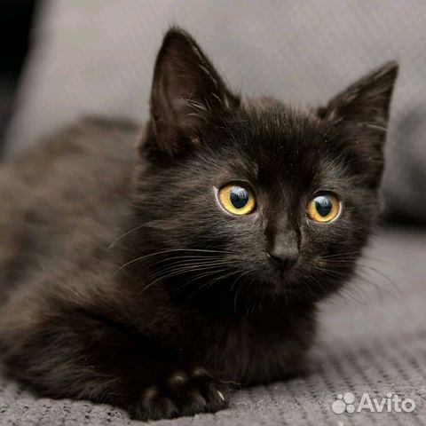Котенок девочка Багги в добрые руки