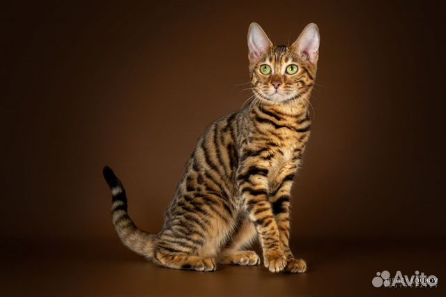 Тойгеры - мини тигрята в добрые руки