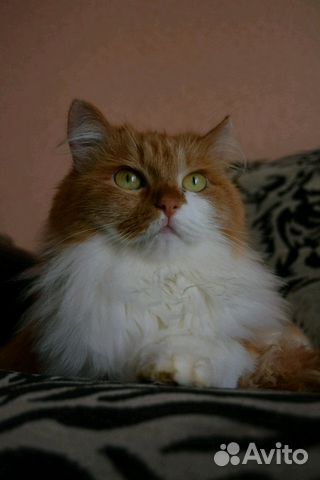 Переменчивая Лина