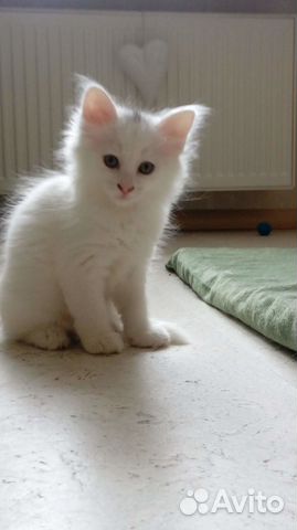 Котенок мальчик 2,4 мес