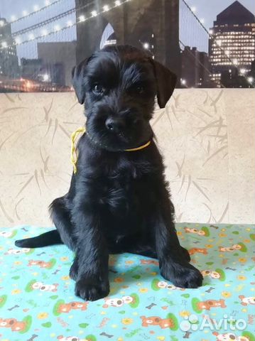 Щенок черного миттельшнауцера - кобель