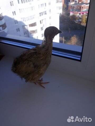 Перепел Самец красавчик