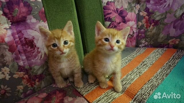 Котята рыжие тигрята