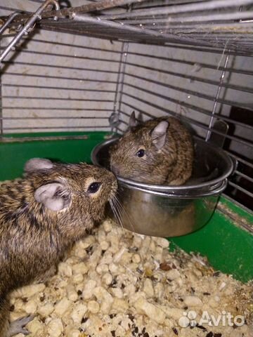 Продам белочек дегу