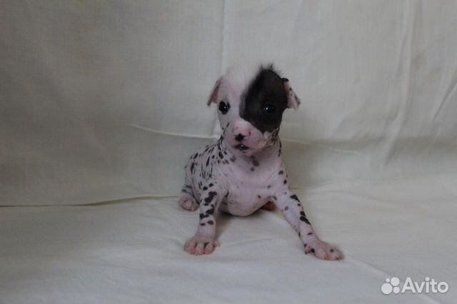 Щенки породы Ксоло