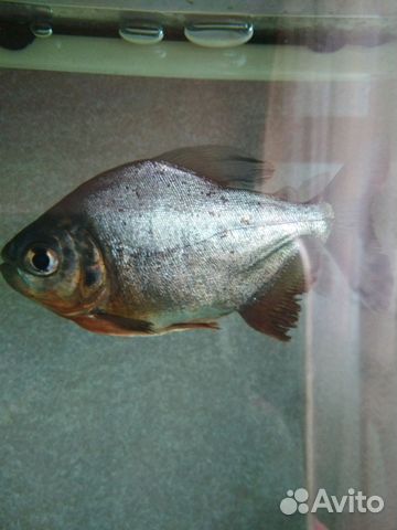 Рыба-пиранья