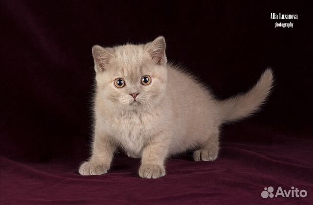Продаются котята