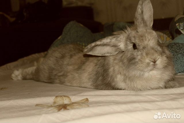 Кролик для вязки