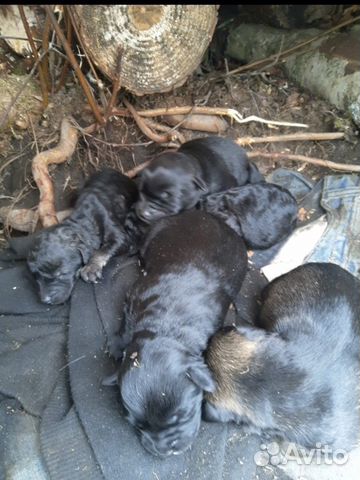 Щенкам нужен дом