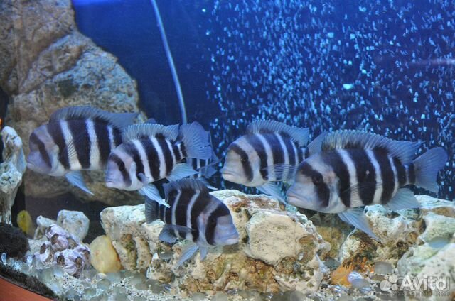 Фронтозы и другие