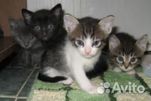 Милые очаровашки в добрые руки