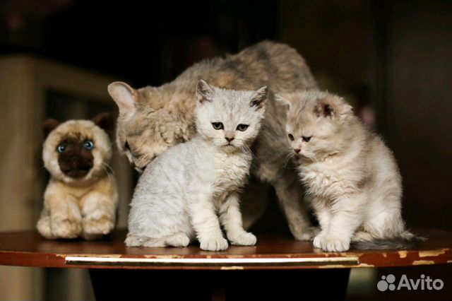 Британский Селкирк Рекс