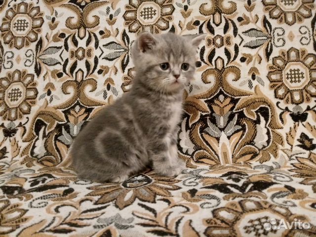 Шотландская