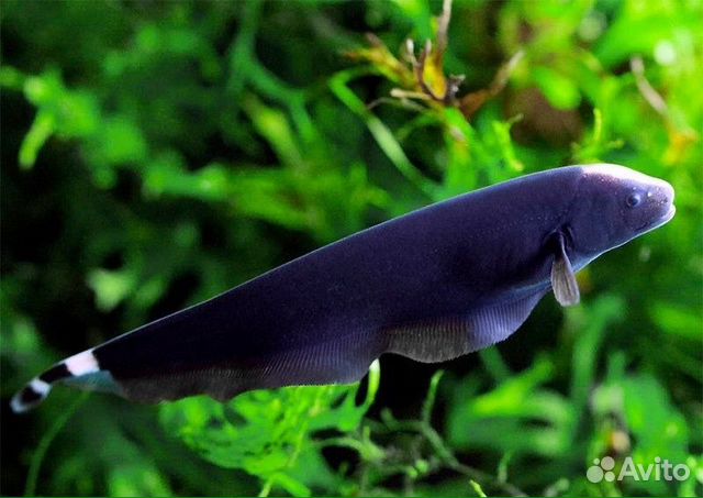 Продам рыбу Чёрный нож