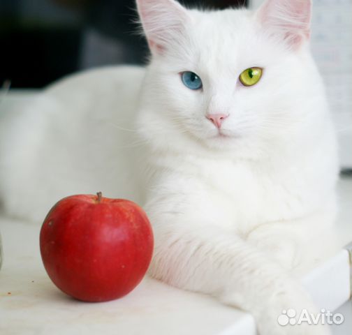 Кот на вязку