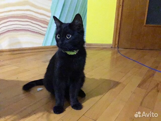 Отдаем котенка (кошечку) от кошки-мышеловки )