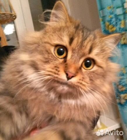 Кот-потеряшка