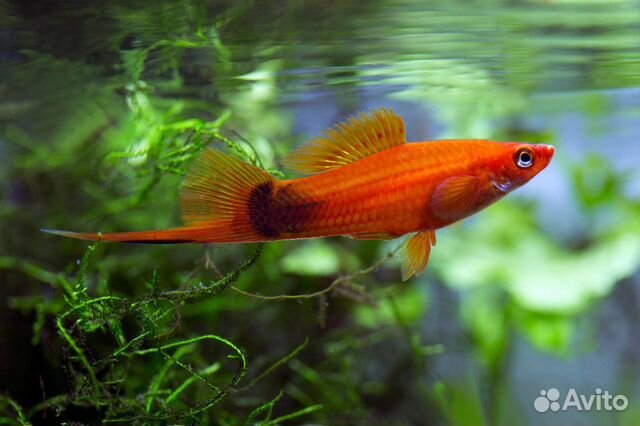 Меченосец продам или обменяю