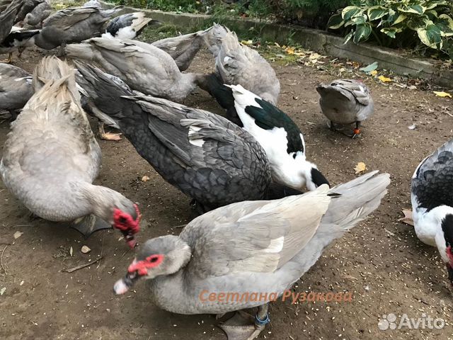 Мускусные индоутята, яйцо, селезни-подростки