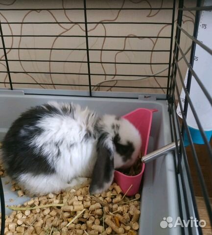 Вислоухий кролик