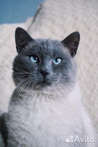 Котик («Тучка»)