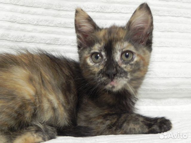 Девчушка-осень ждет хозяев