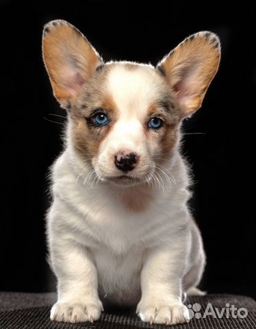 Вельш корги кардиган предварительное бронирование