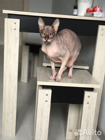 Котик в добрые руки
