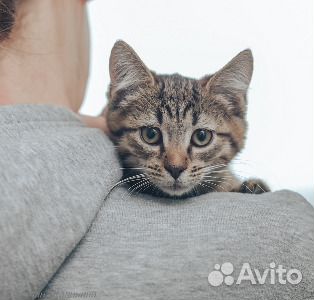 Рысик полосатый