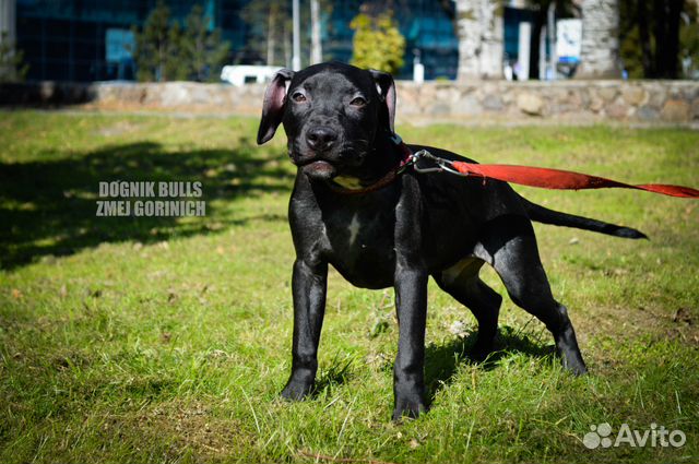 Черный щенок питбуля