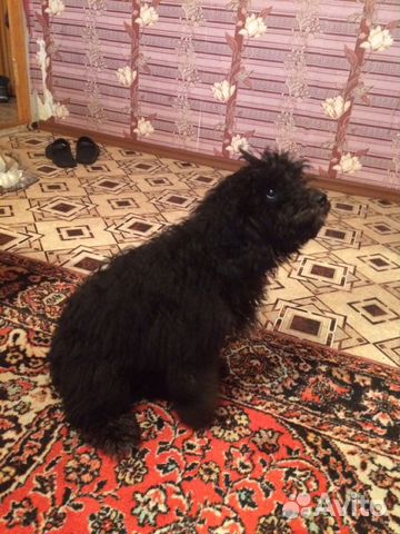 Щенок среднего пуделя