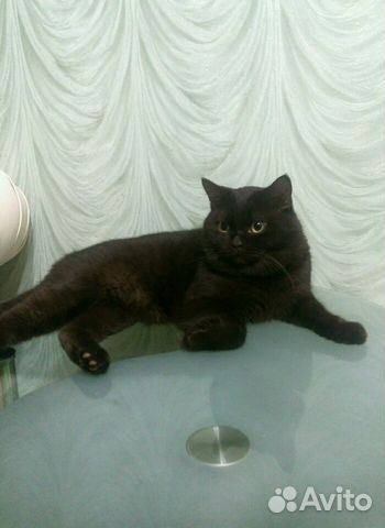 Вязка кот. Шоколадный британец