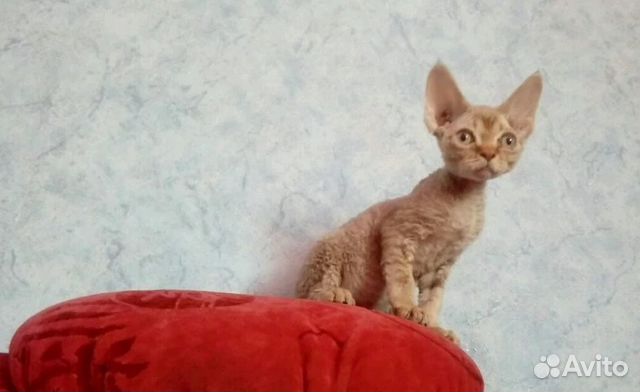 Котенок девон-рекс цвета молочный шоколад
