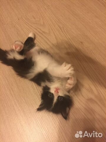 Сибирский котенок в добрые руки