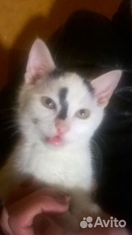 Отдам в добрые руки котенка Костю