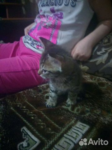 Продам котят