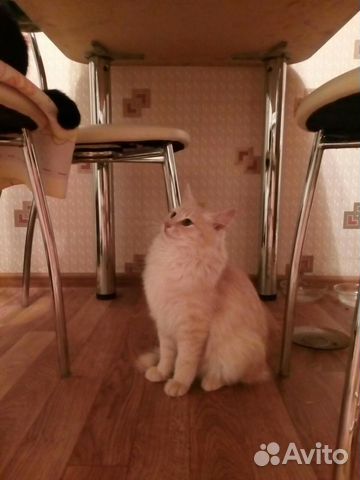 В добрые руки