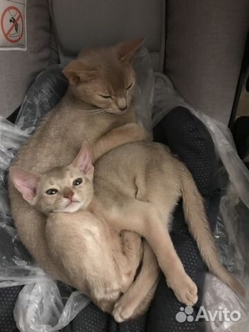 Абик мальчик