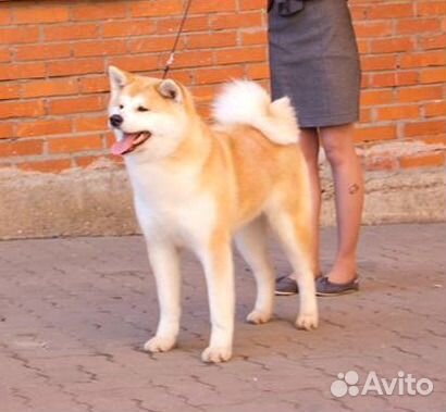Акита из питомника