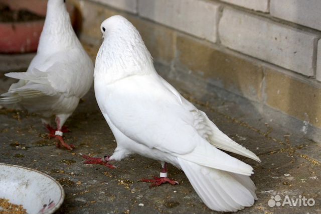 Голуби бойных пород