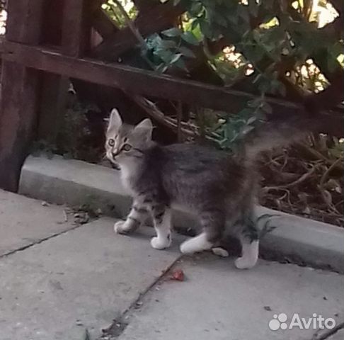 Котята в хорошие руки