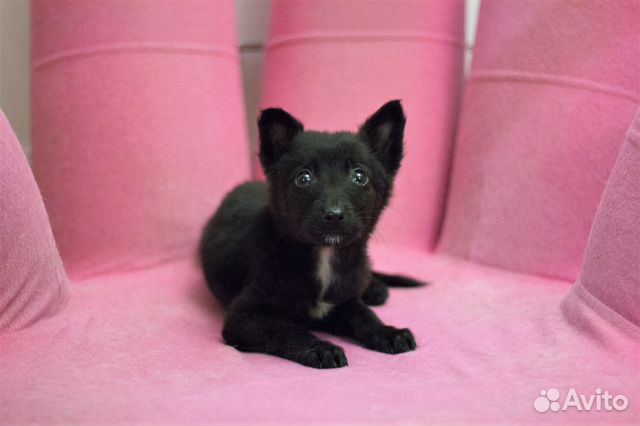 Чудо - щенок. Девочка